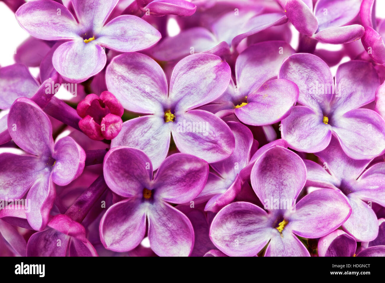 Beautiful Bunch of Lilac close-up Stock Photo - Alamy