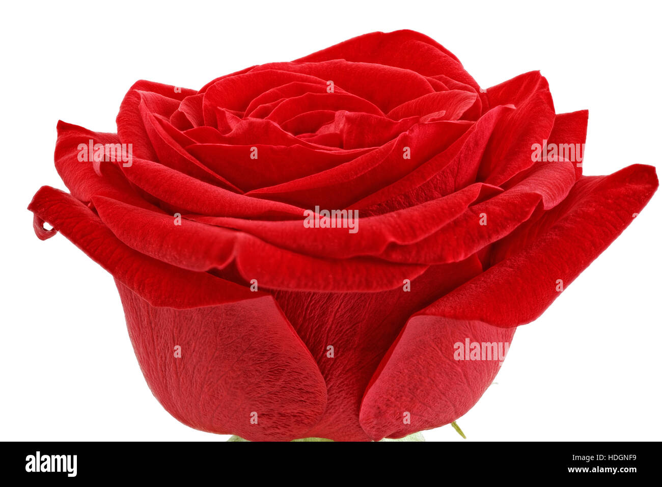 Beautiful single red rose flower. Isolated Stock Photo - Alamy