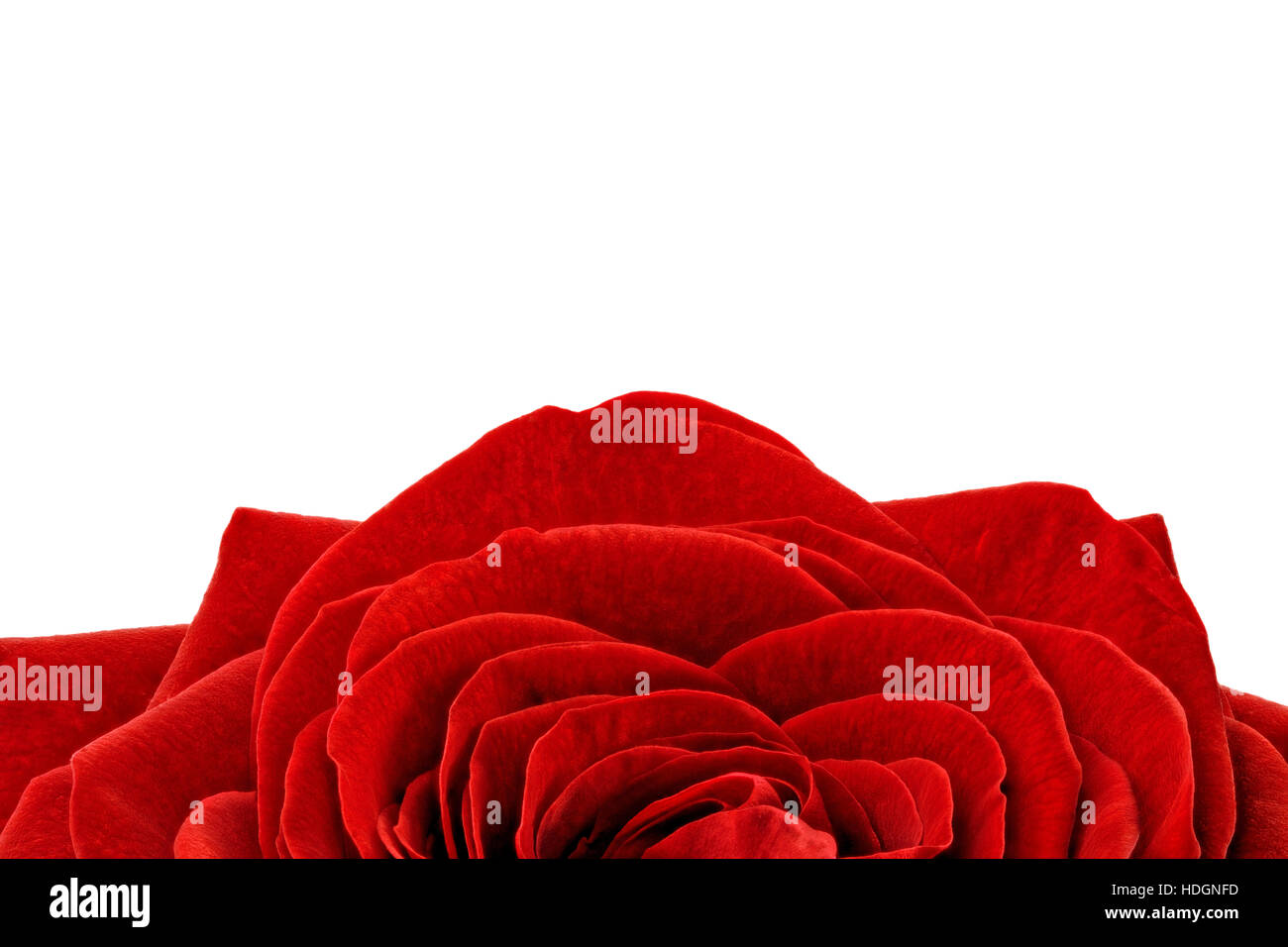Half Bloom Flower High Resolution Stock Photography and Images - Alamy