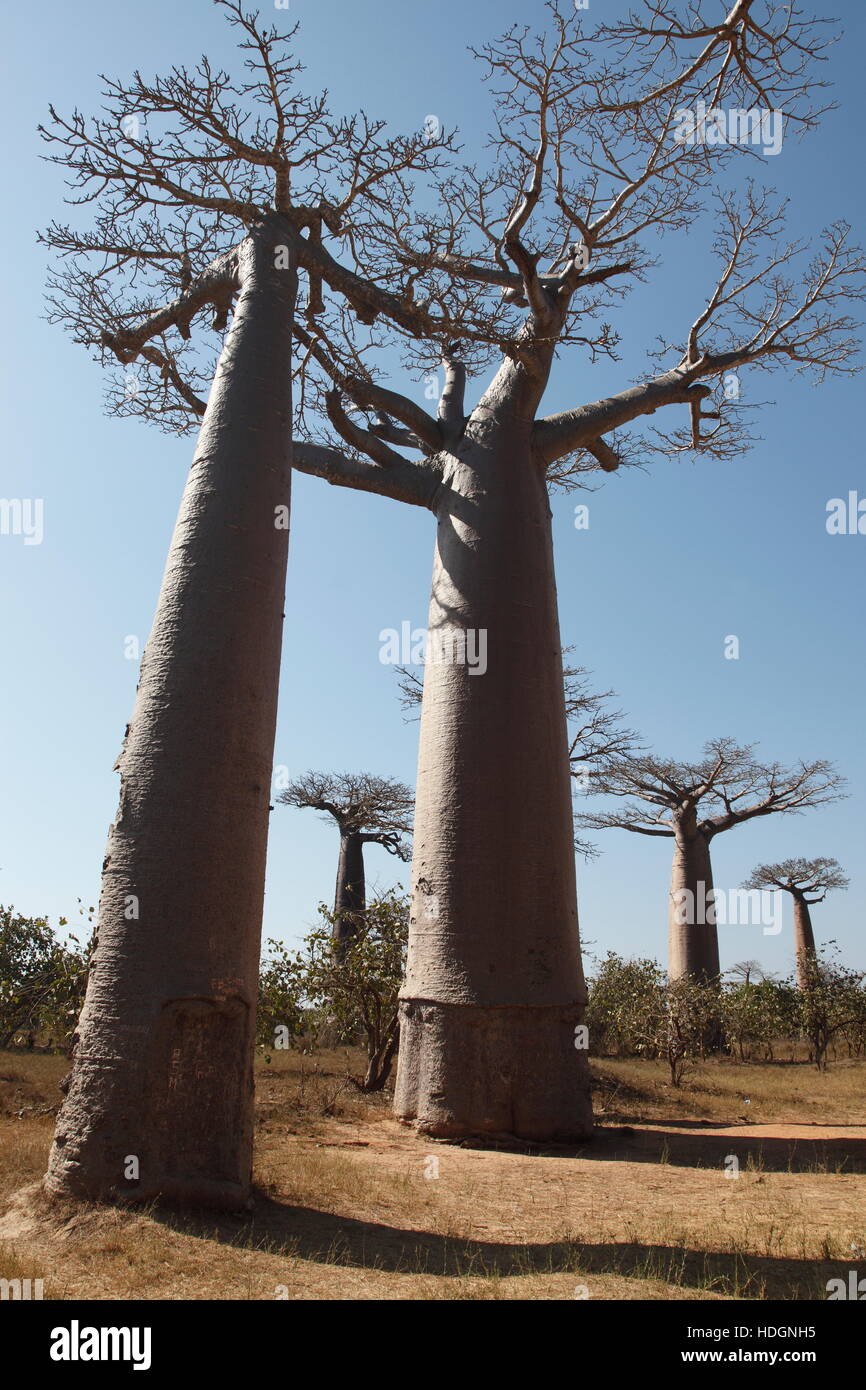 Baobab trees madagascar hi-res stock photography and images - Alamy