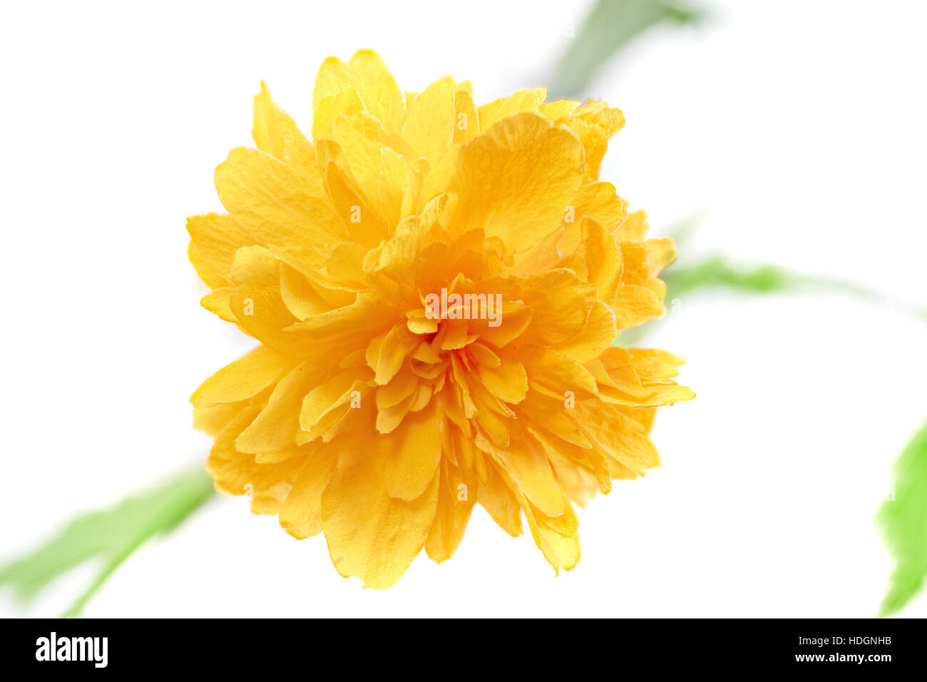 Smooth wild rose hi-res stock photography and images - Alamy