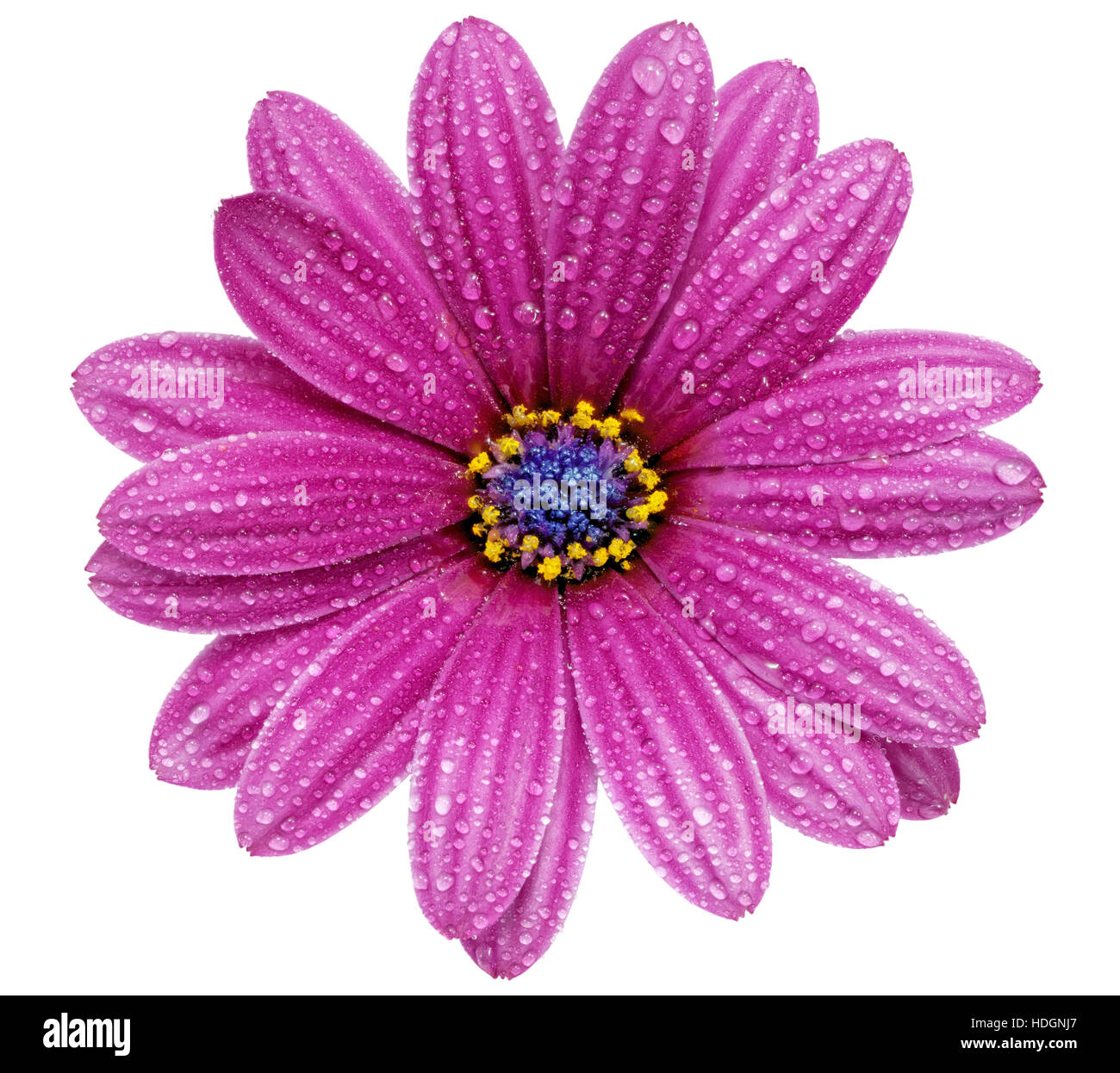 Single isolated gazania hi-res stock photography and images - Alamy