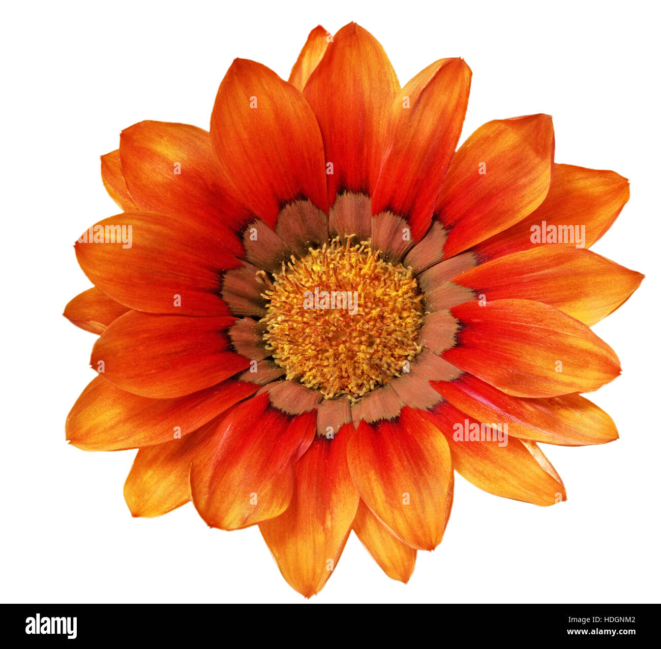 Single isolated gazania hi-res stock photography and images - Alamy