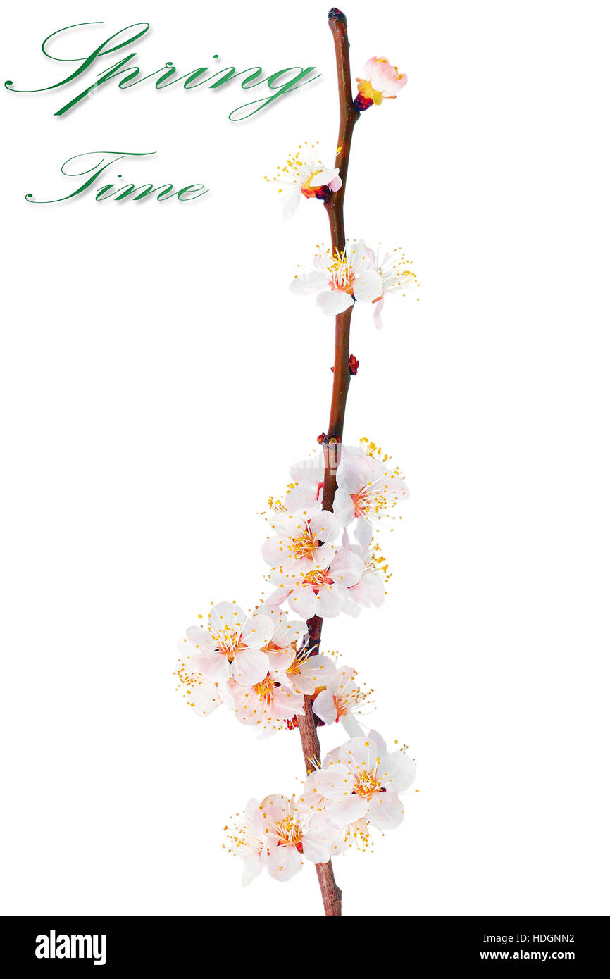 Single Leaf Cherry Blossoms High Resolution Stock Photography and ...