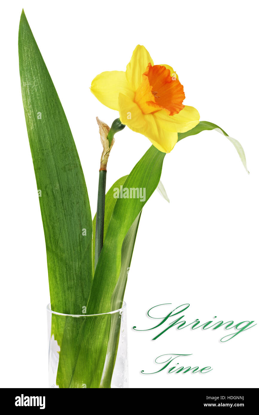 Beautiful spring single flower in vase hi-res stock photography and ...