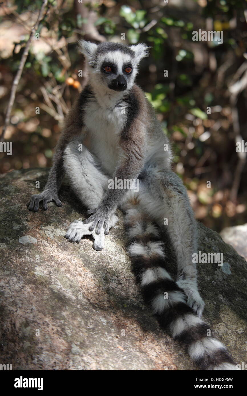 Anja madagascar hi-res stock photography and images - Alamy