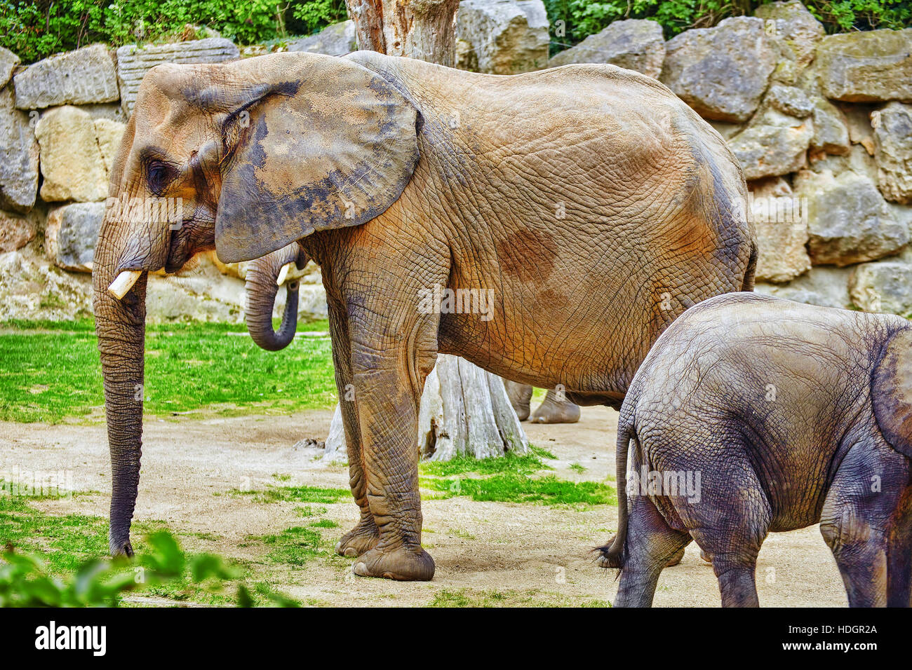 Large Indian elephants its natural habitat Stock Photo - Alamy