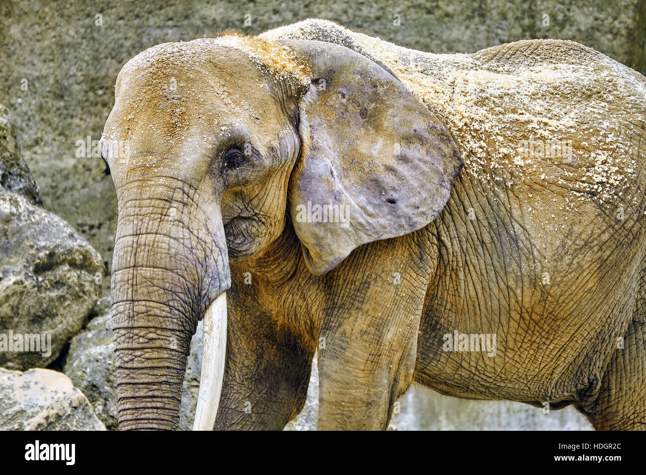 Large Indian elephants its natural habitat Stock Photo - Alamy