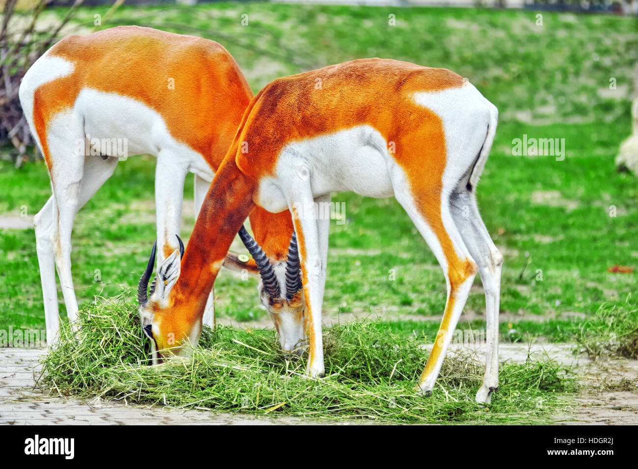 Couple Gazelle on the prairie in their natural habitat in the wild ...