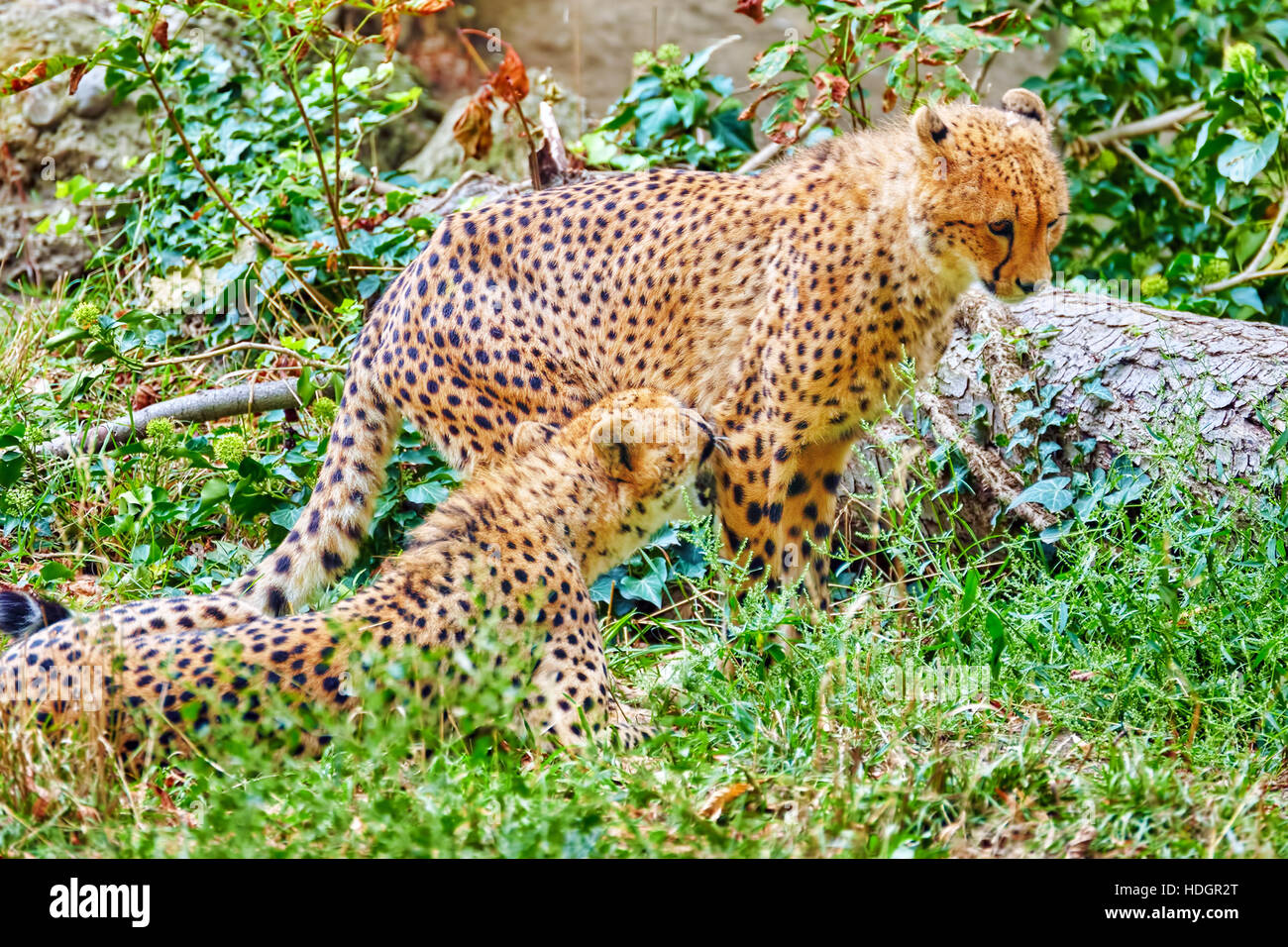 Subfamily felinae hi-res stock photography and images - Alamy