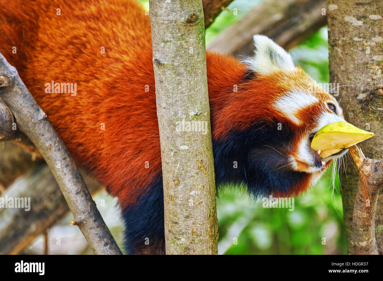 Giant fox tail hi-res stock photography and images - Alamy