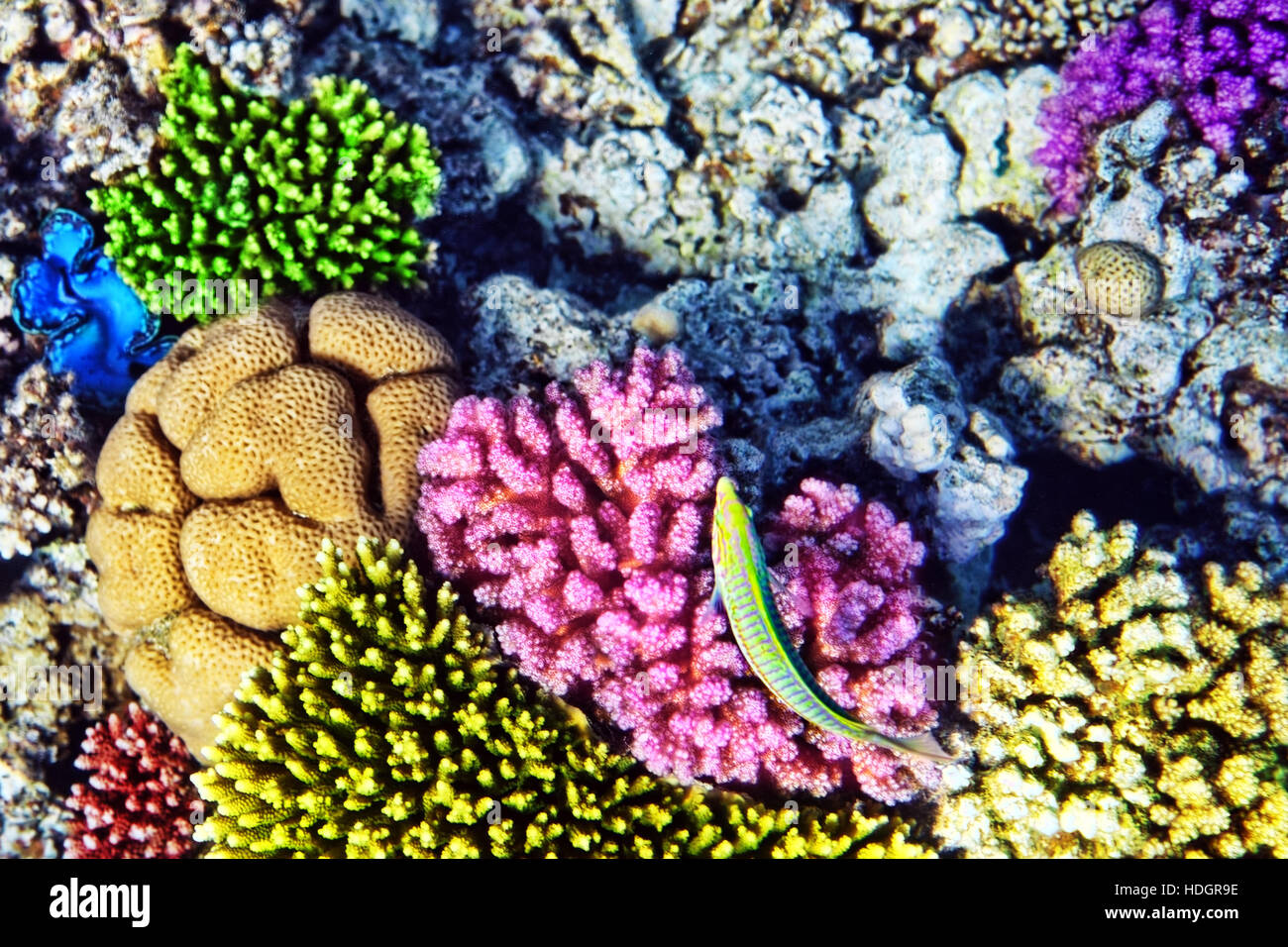 Seacleaner hi-res stock photography and images - Alamy