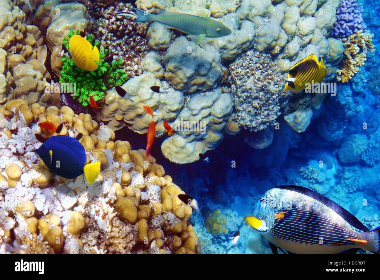 Coral and fish in the Red Sea. Egypt, Africa Stock Photo - Alamy