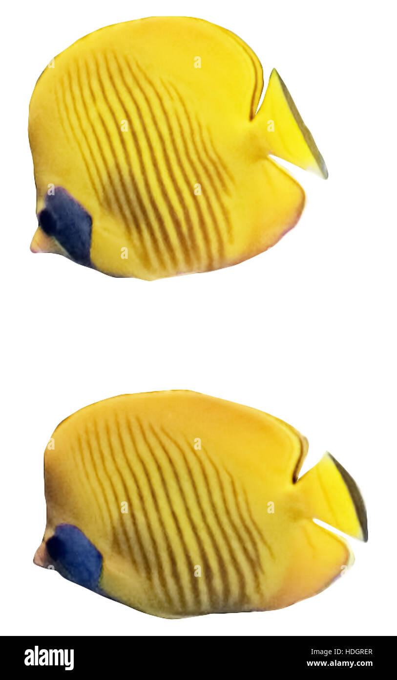 Masked Butterfly Fish. Isolated over white background Stock Photo - Alamy