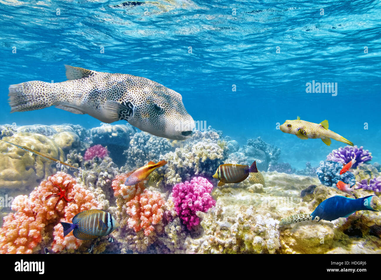 Beautiful Underwater World