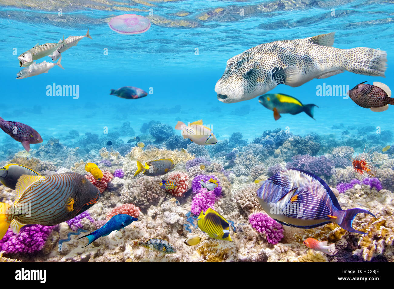 Beautiful Fish Underwater