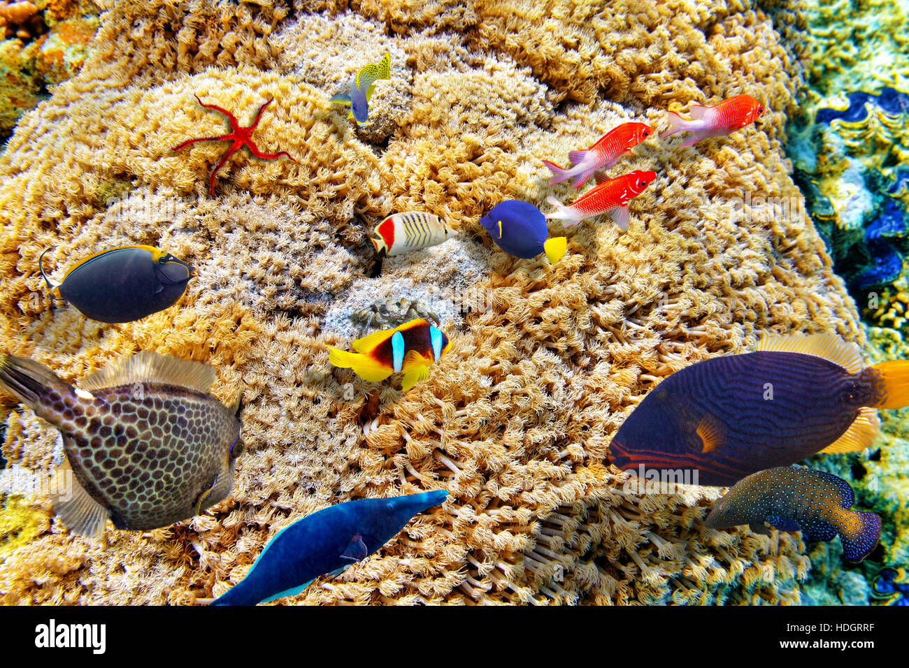 Coral polyps great barrier reef hi-res stock photography and images - Alamy