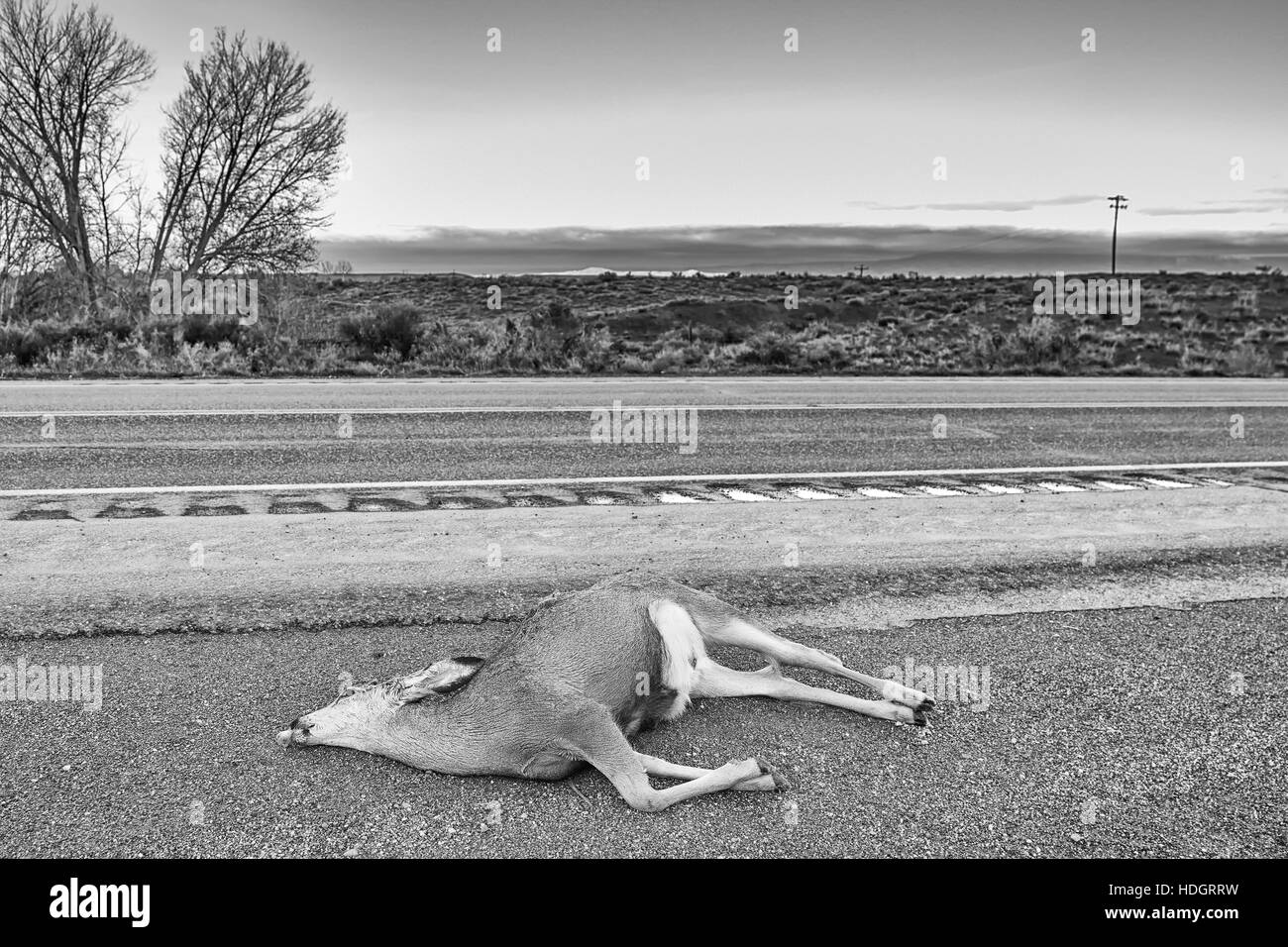 Black and white photo of a dead deer hit by a car lying by the road, U ...