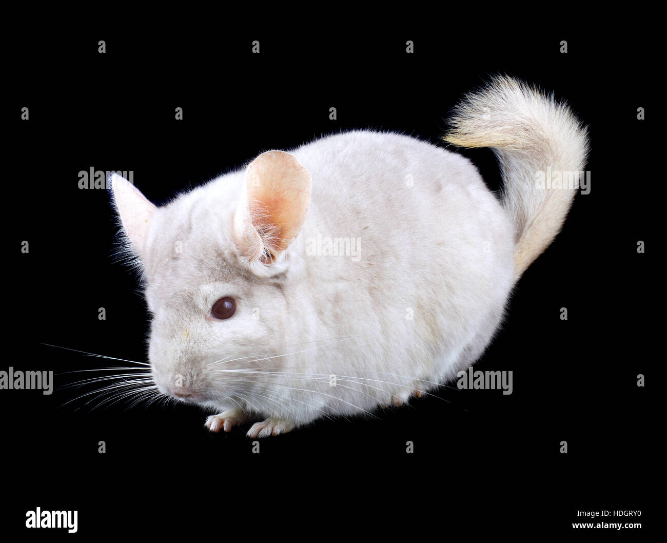 Black Chinchilla High Resolution Stock Photography and Images - Alamy