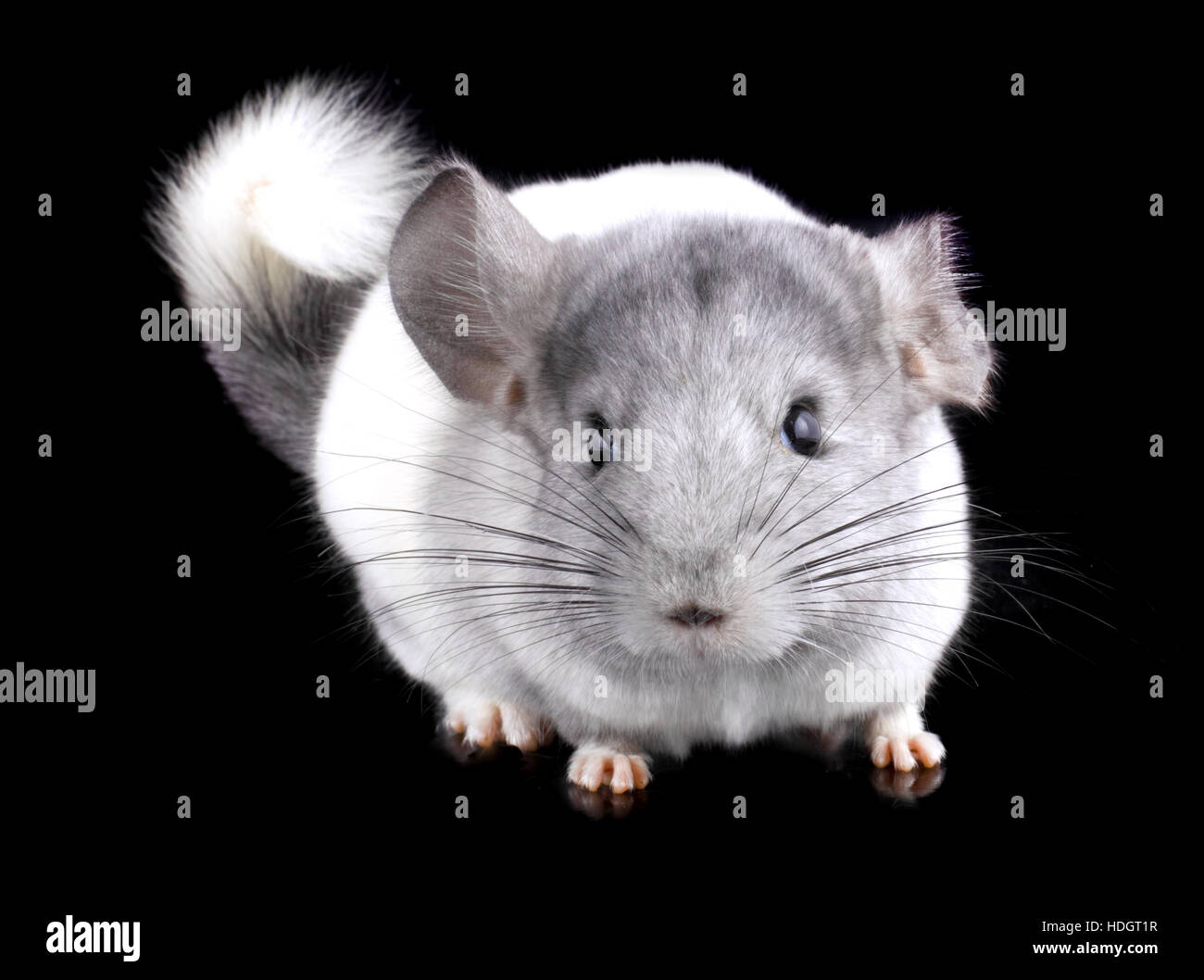 Ebonite hi-res stock photography and images - Alamy