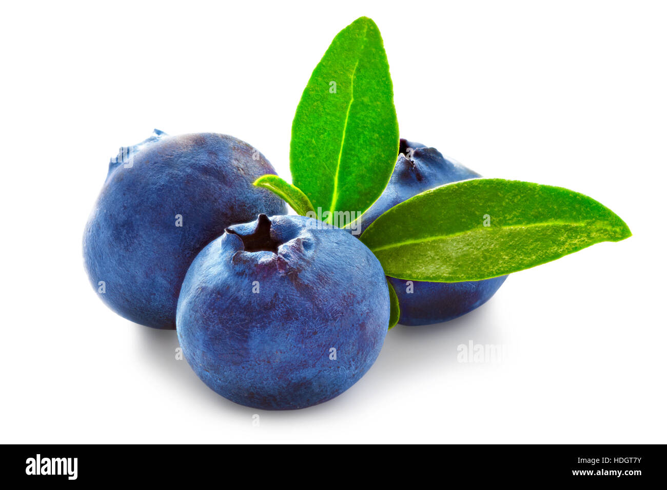 Blueberry foliage Cut Out Stock Images & Pictures - Alamy