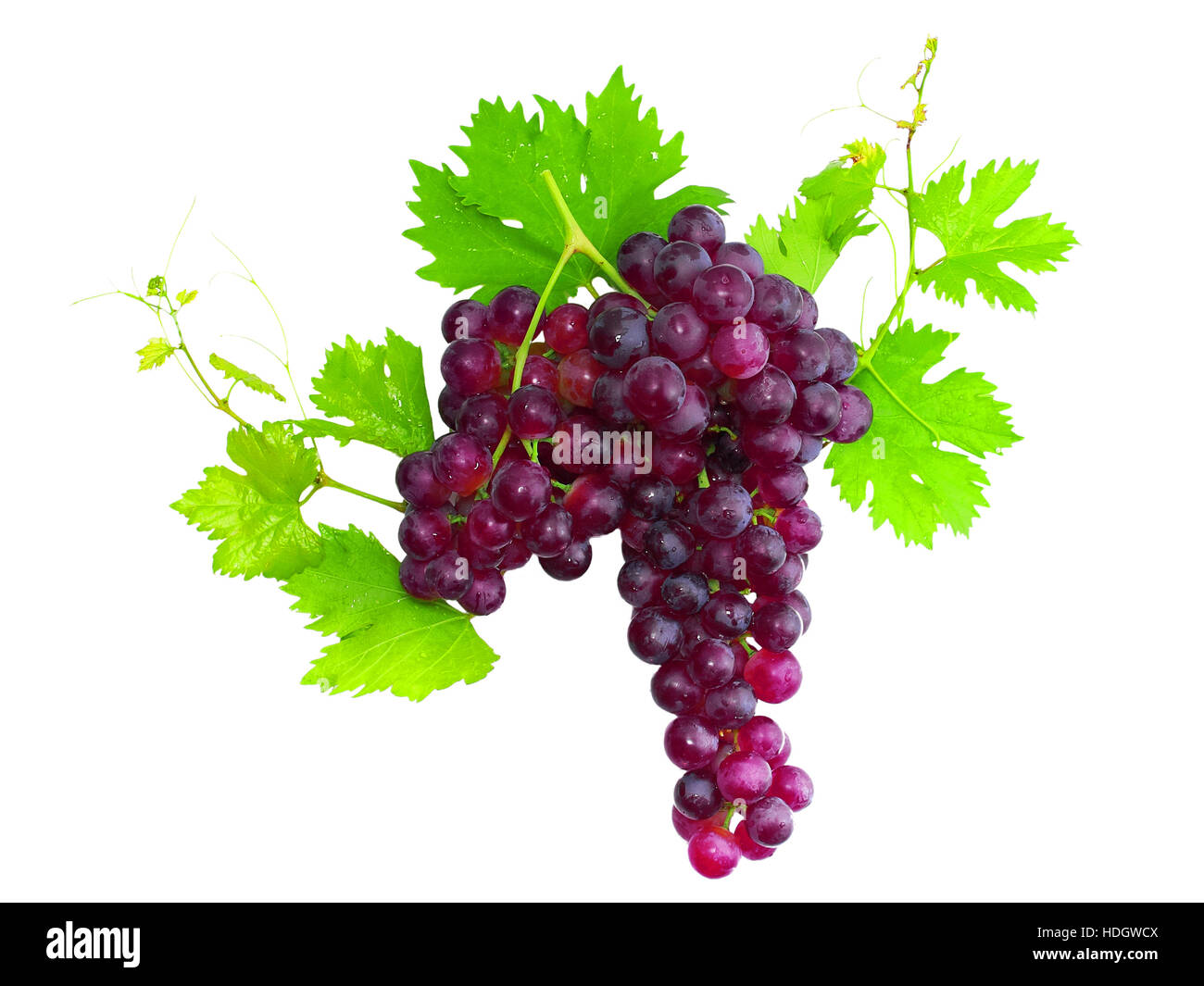 Acervulus hi-res stock photography and images - Alamy