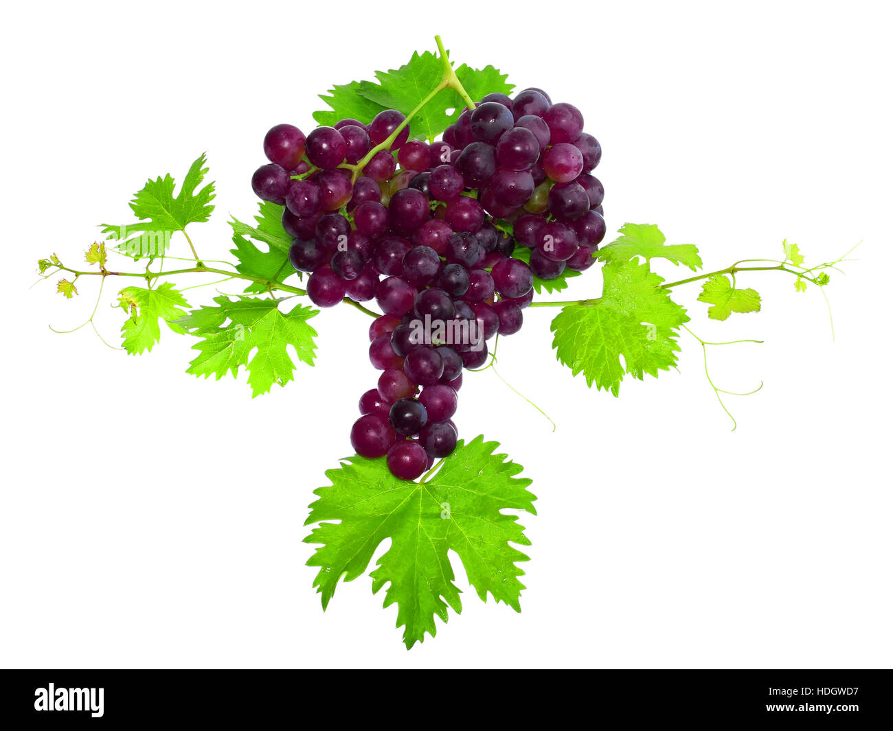 Acervulus High Resolution Stock Photography and Images - Alamy