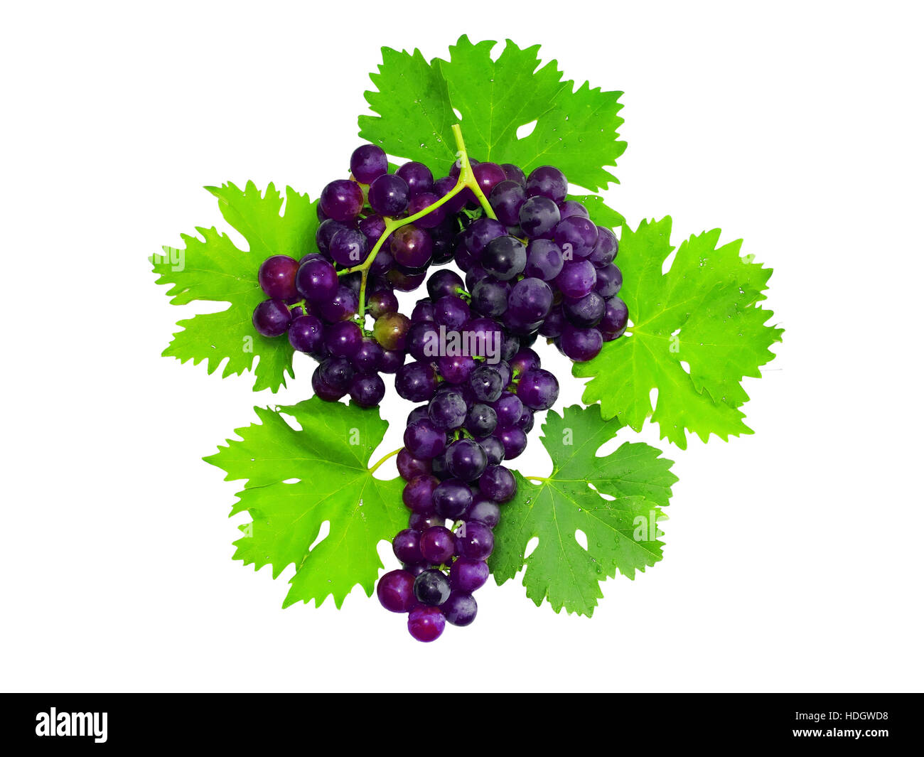 Branch of black grapes with green leaf. Isolated over white Stock Photo ...