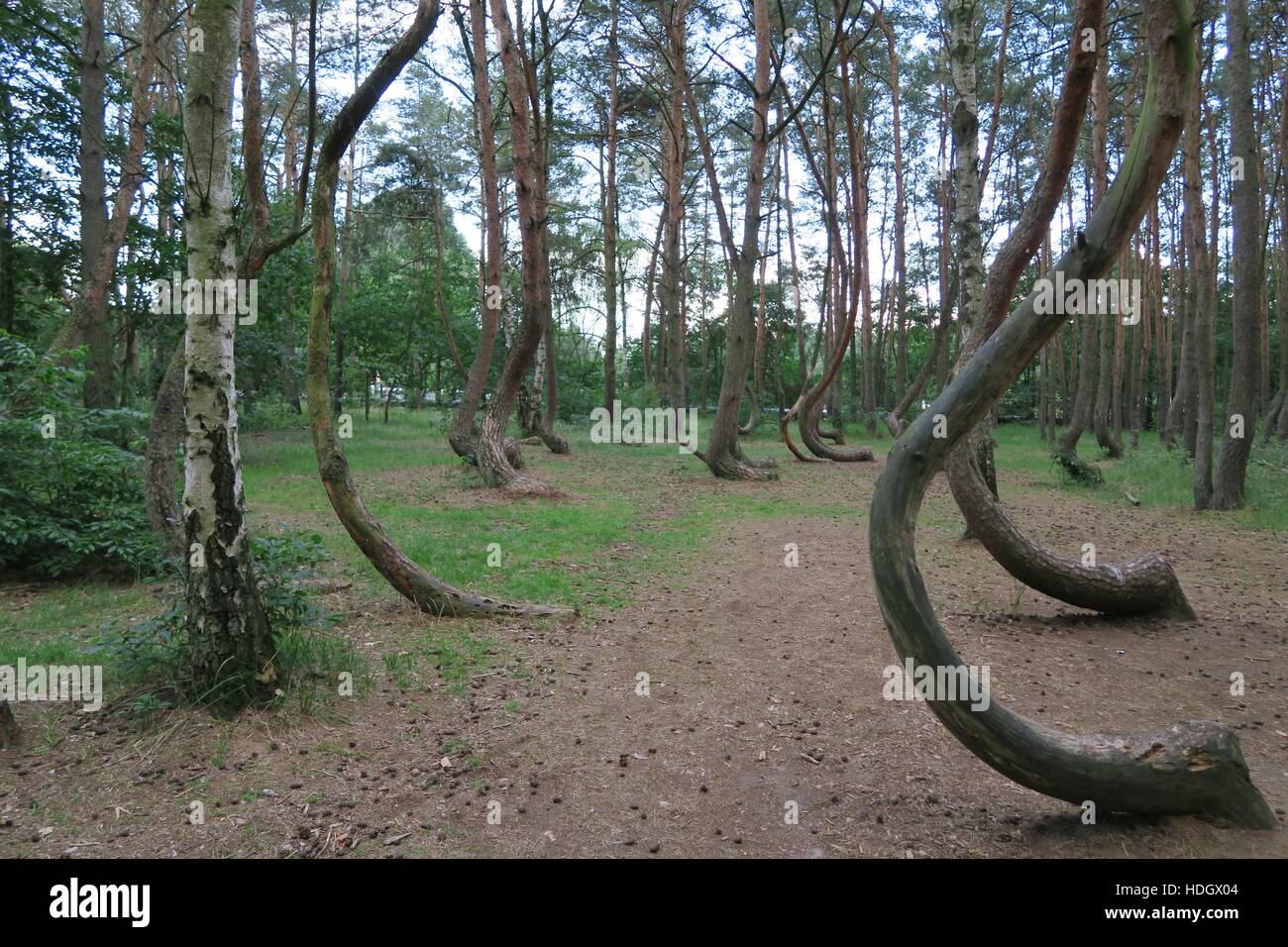 Krzywy Las, the crooked forest Stock Photo - Alamy