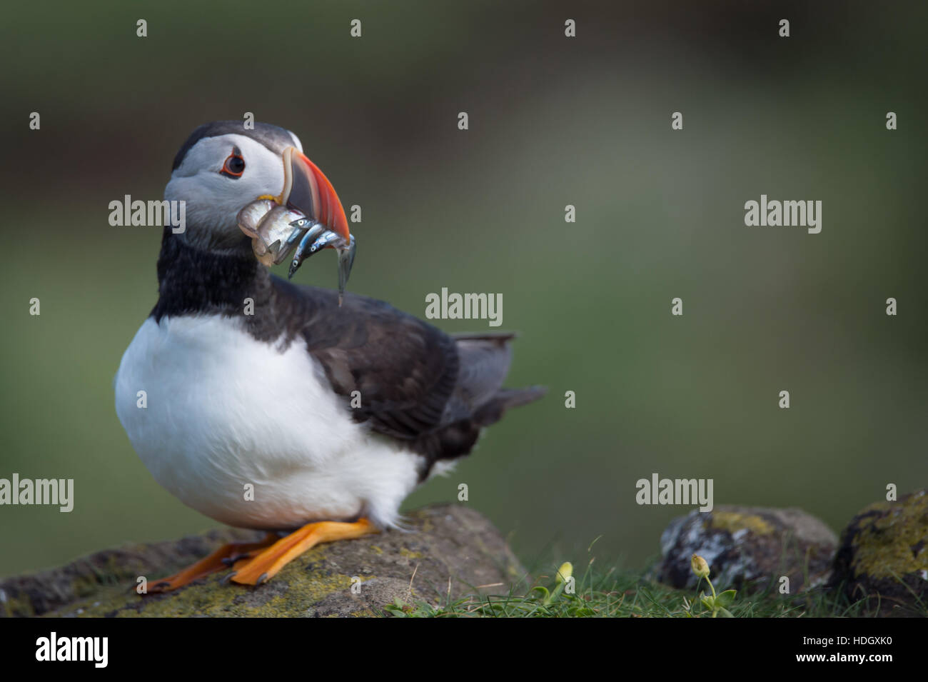 Puffin on the Isle of May, Scotland Stock Photo - Alamy