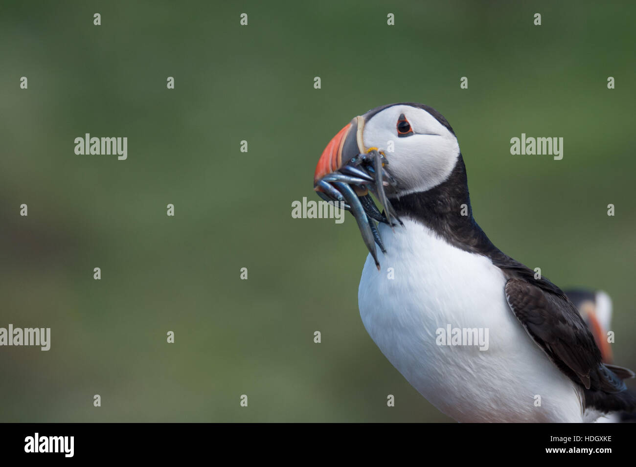 Puffin on the Isle of May, Scotland Stock Photo - Alamy