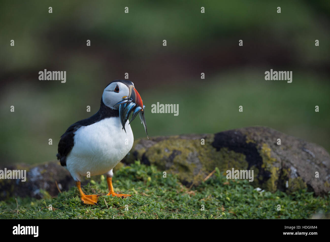 Puffin on the Isle of May, Scotland Stock Photo - Alamy