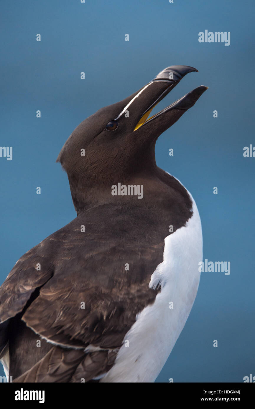 Razorbills mating hi-res stock photography and images - Alamy