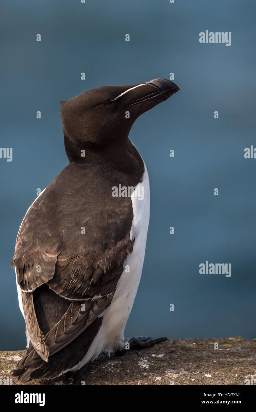 Razorbills mating hi-res stock photography and images - Alamy