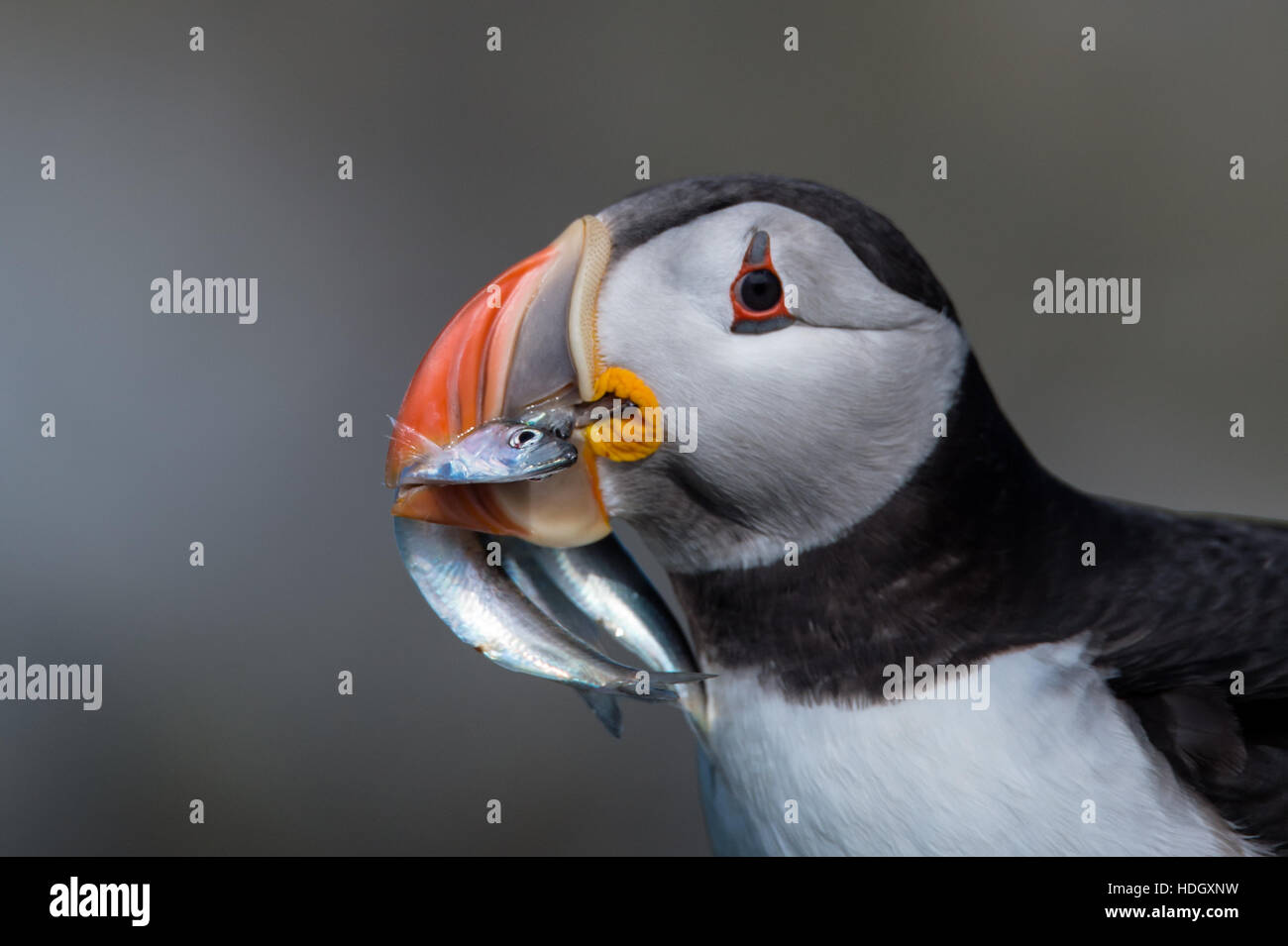 Puffin burrows isle of may hi-res stock photography and images - Alamy