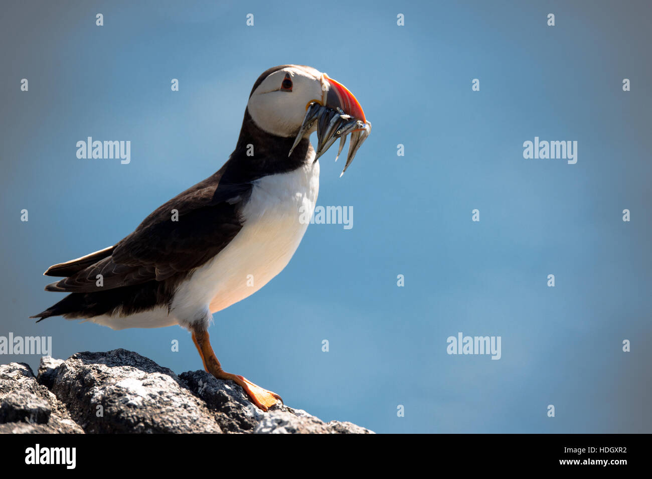 Puffin on the Isle of May, Scotland Stock Photo - Alamy