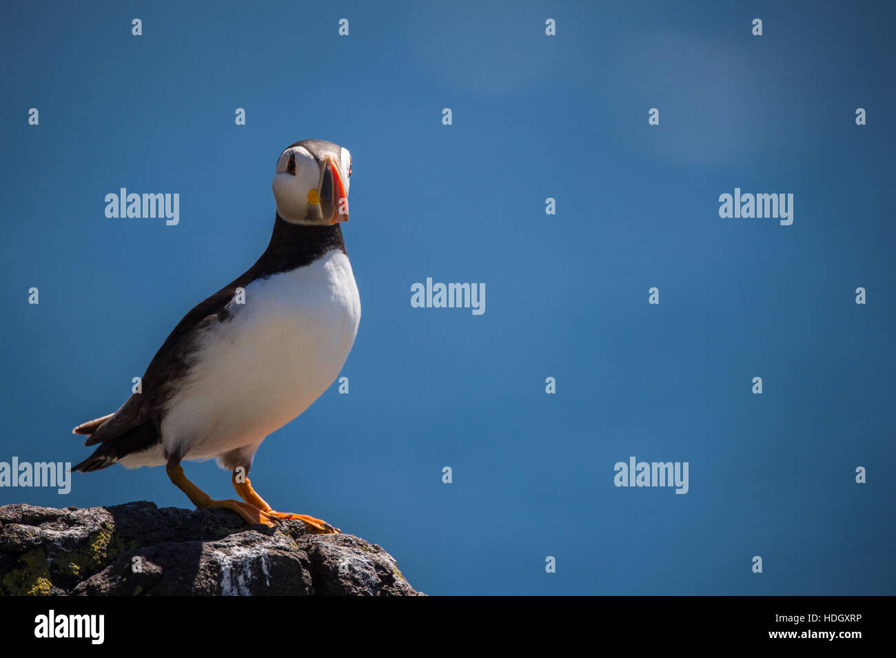 Puffin on the Isle of May, Scotland Stock Photo - Alamy
