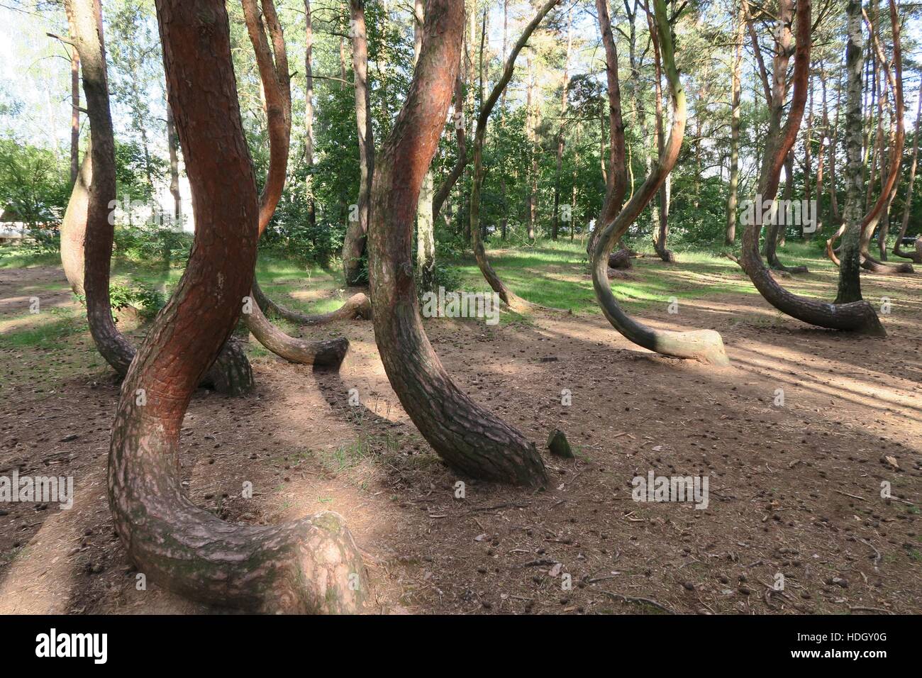 the crooked forest, Krzywy Las, Nowe Czarnowo,Poland Stock Photo - Alamy