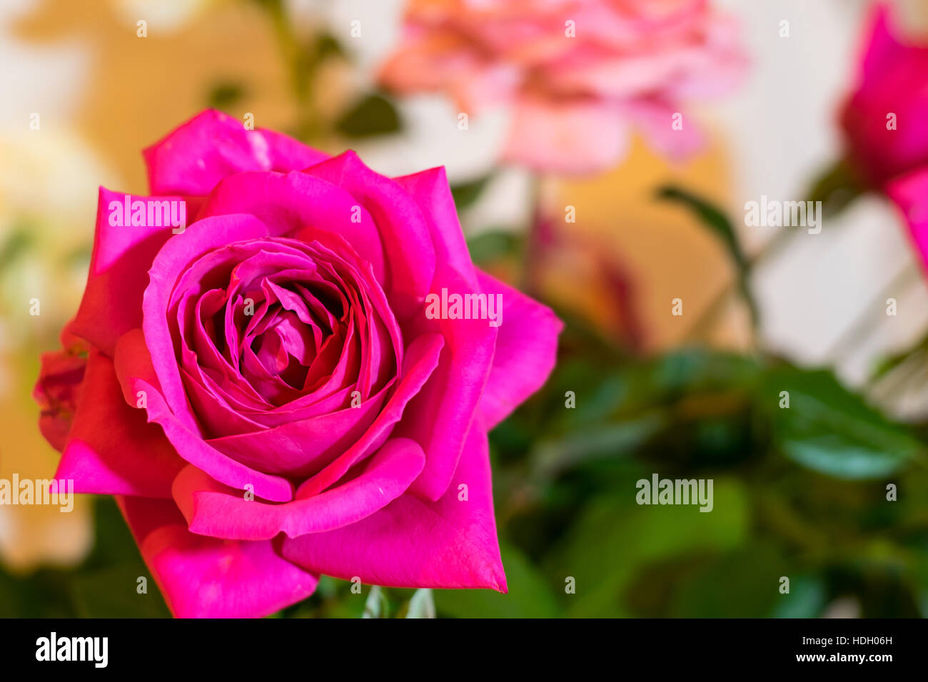 Magenta rose with blur background Stock Photo - Alamy