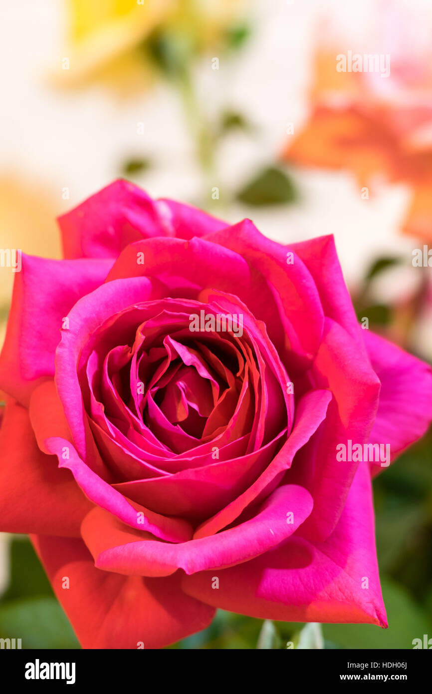 Magenta rose with blur background - vertical Stock Photo - Alamy