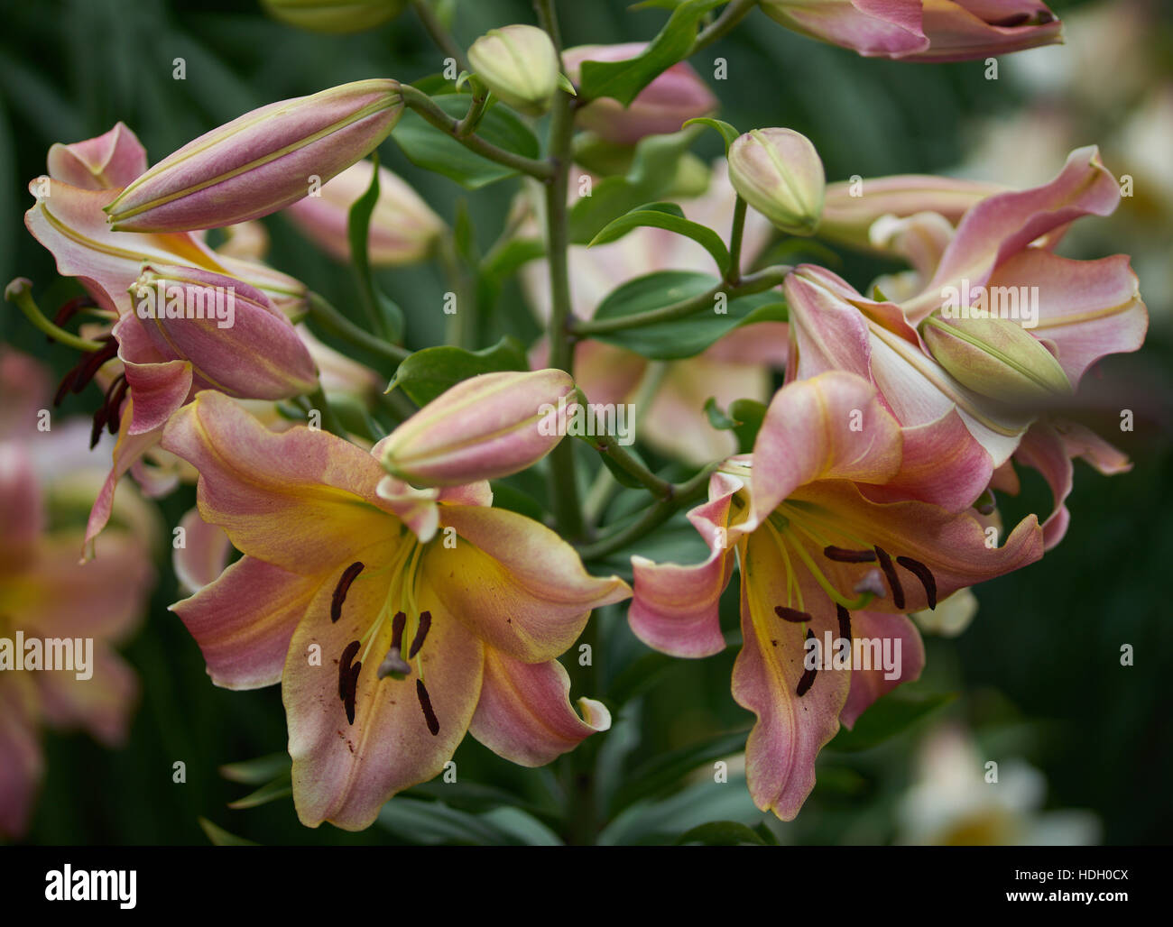Pink and yellow lush lily flowers close up Lilium On stage Stock Photo ...