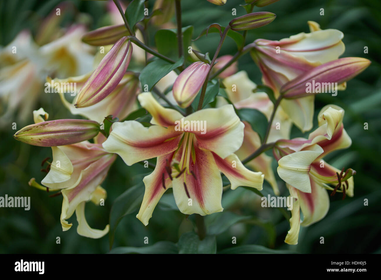 Lily flowers close up Lilium Lavon Stock Photo - Alamy