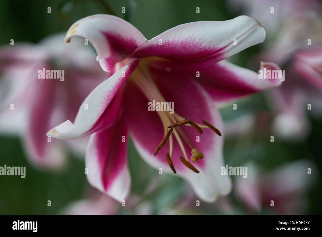 Lily friso hi-res stock photography and images - Alamy