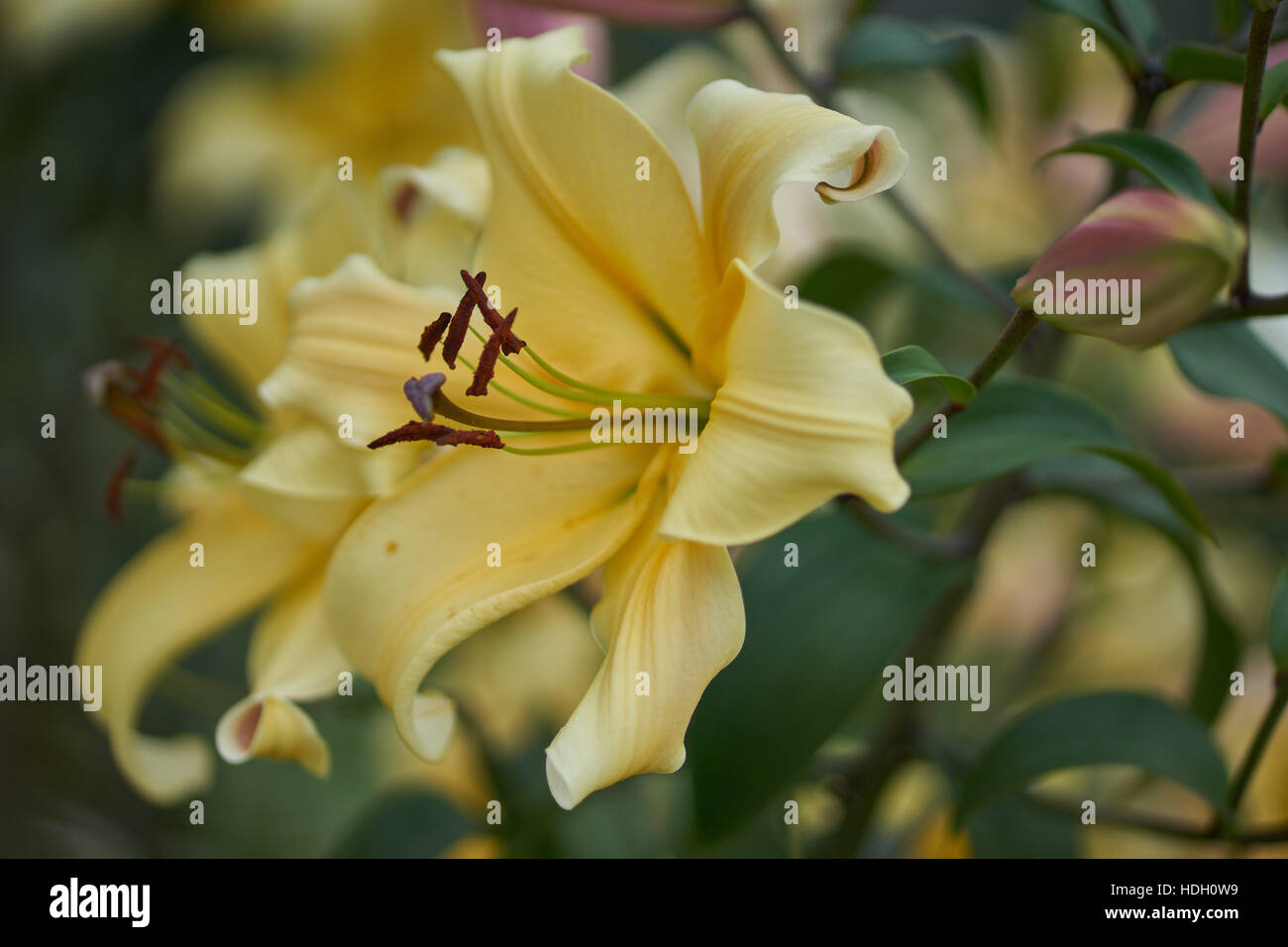 Yellow lush lily flowers close up Lilium Orania Stock Photo - Alamy