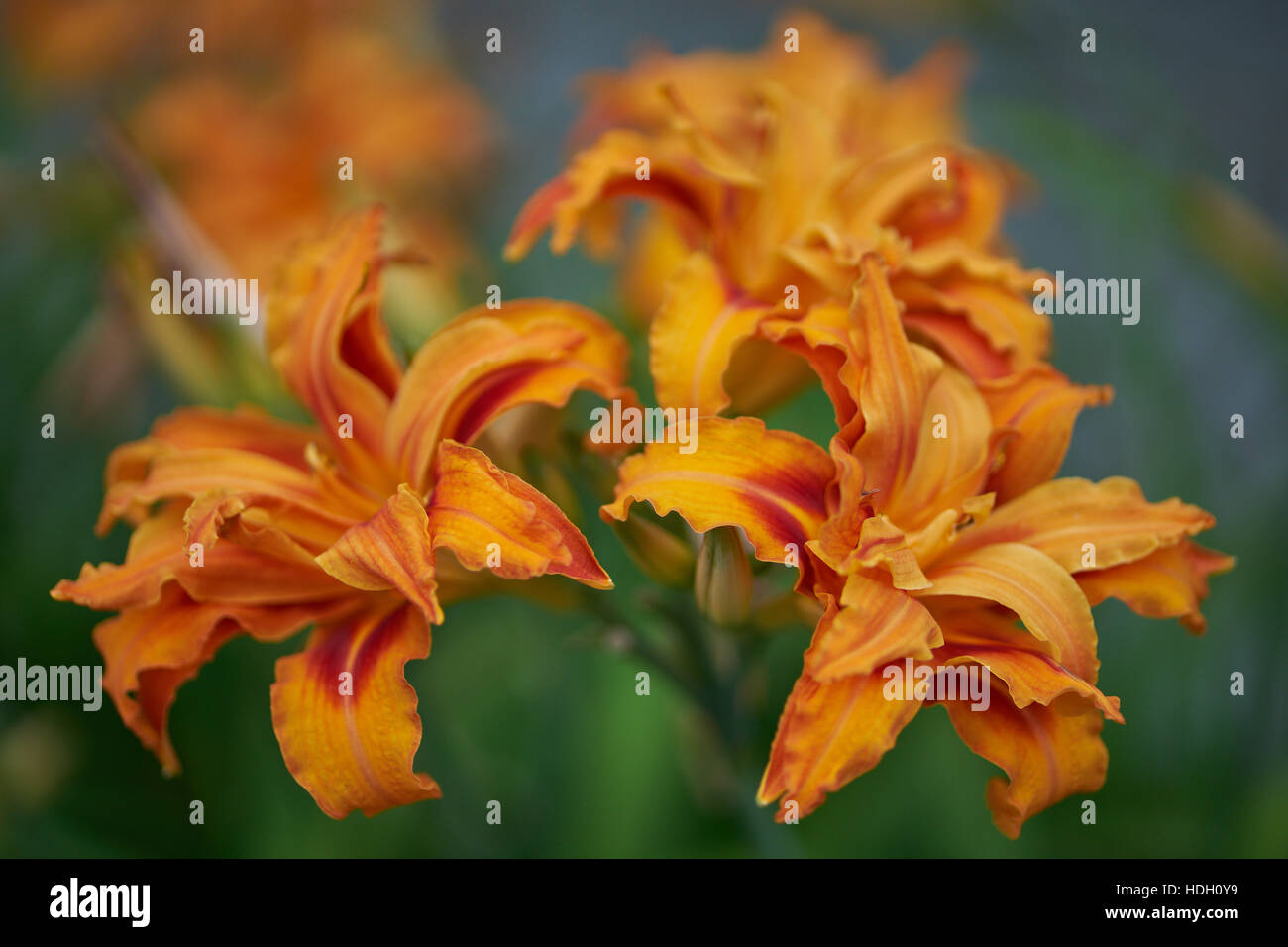 Lobed flowers hi-res stock photography and images - Alamy