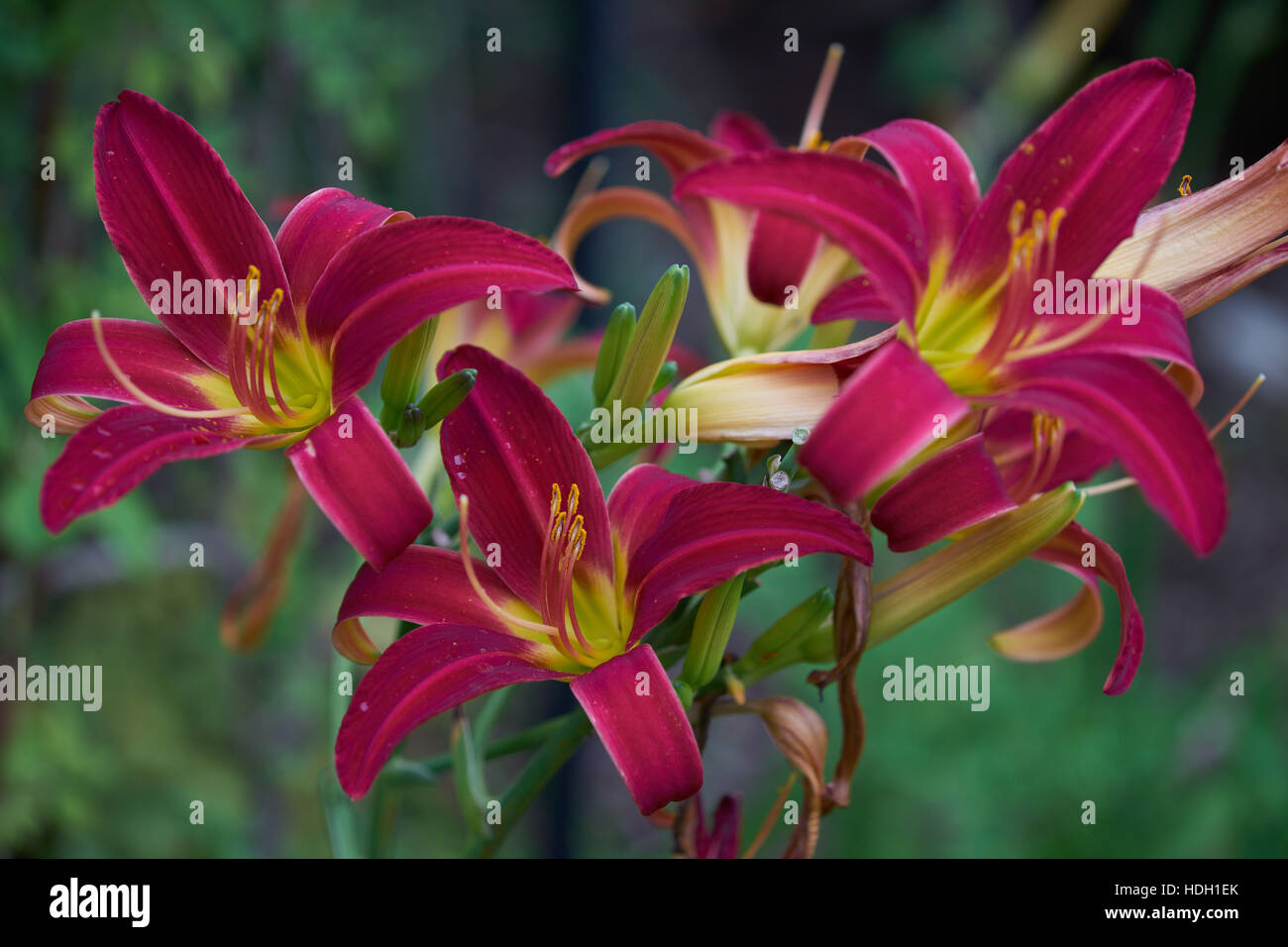 Red Lilies Flowers High Resolution Stock Photography and Images - Alamy
