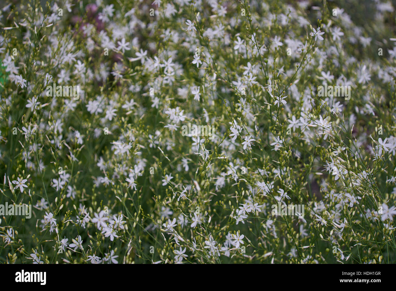 Anthericum ramosum Branched St Bernard's-lily Stock Photo - Alamy