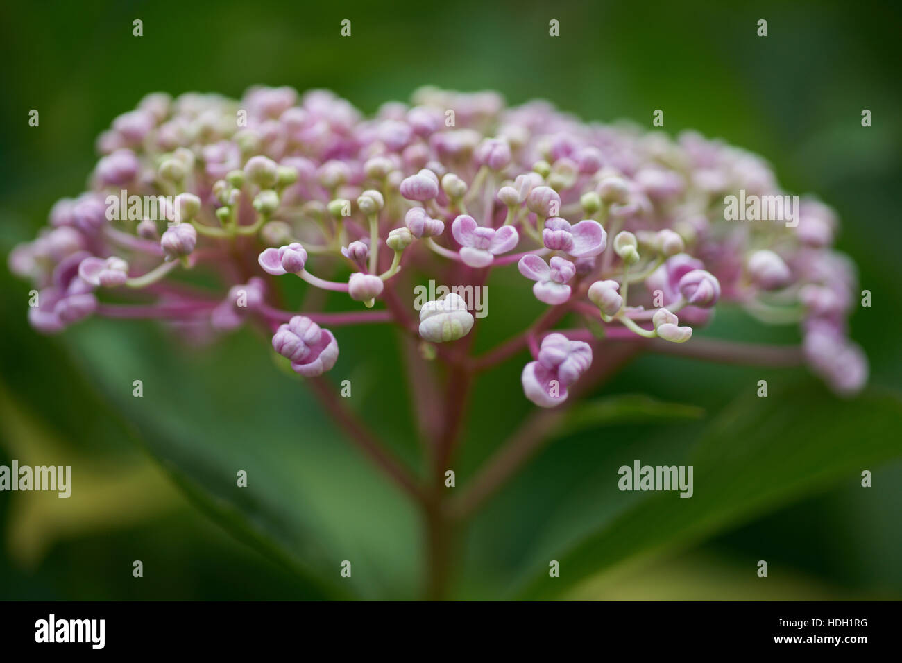 Budding ping flowers hi-res stock photography and images - Alamy