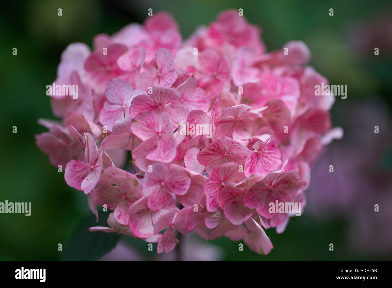 Pink lush hydrangea blossom close up Stock Photo - Alamy