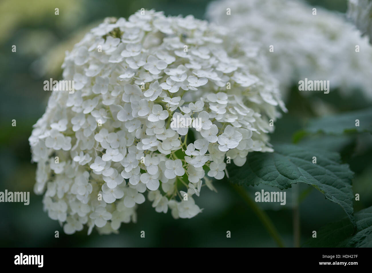 White lush hydrangea blossom close up Stock Photo - Alamy